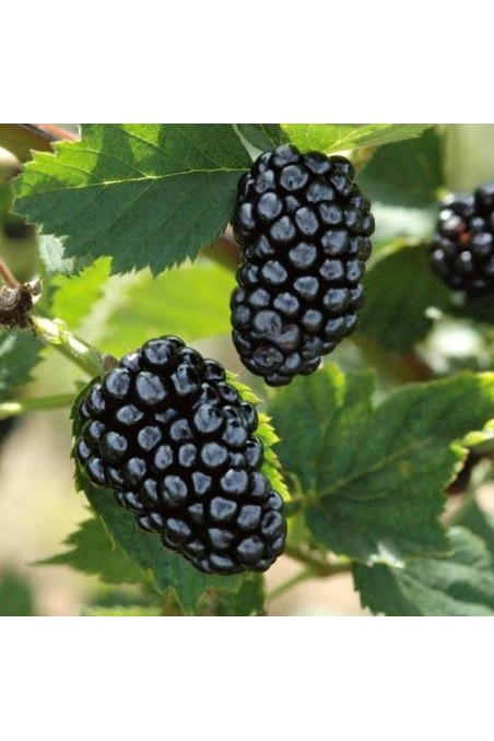 Mora CHESTER - vendita - pianta - online - Alberidafrutto.com