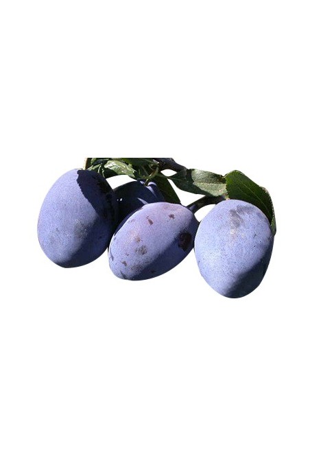 Susino California Blu - vendita - pianta - online - Alberidafrutto.com