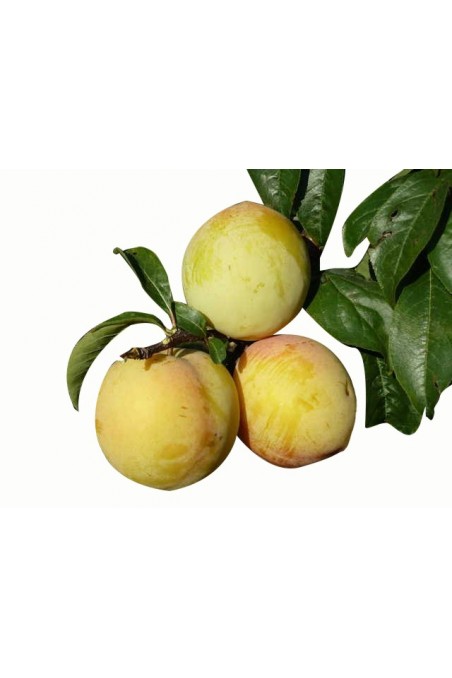 Susino Golden Plum - vendita - pianta - online - Alberidafrutto.com