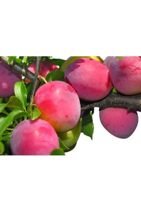 Susino October Sun - vendita - pianta - online - Alberidafrutto.com