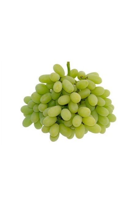 Uva Thompson Seedless - vendita - pianta - online - Alberidafrutto.com