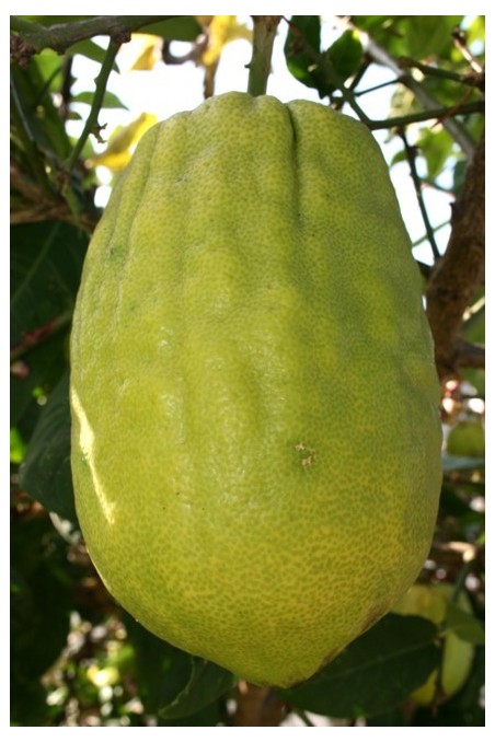 Cedro Diamante - vendita - pianta - online - Alberidafrutto.com