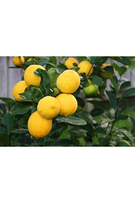Limone Carrubaro 5/6 Anni - vendita - pianta - online - Alberidafrutto.com