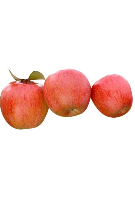 Melo fuji spalliera 4 anni - vendita - pianta - online - Alberidafrutto.com