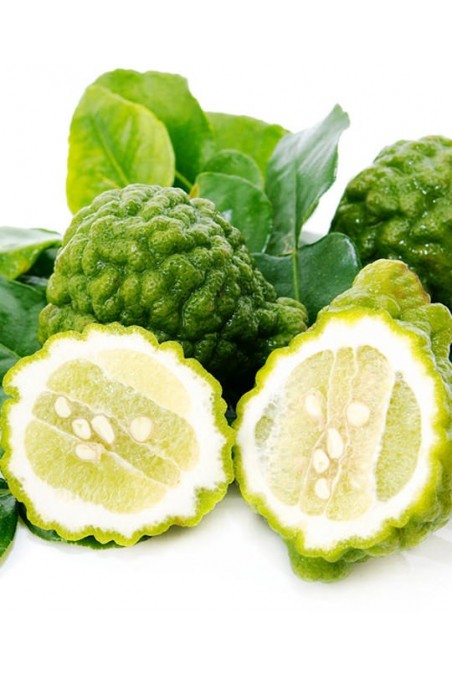 Combawa- vendita - pianta - online - Alberidafrutto.com