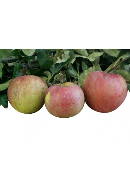 Melo Stayman Red 5 anni - vendita - pianta - online - Alberidafrutto