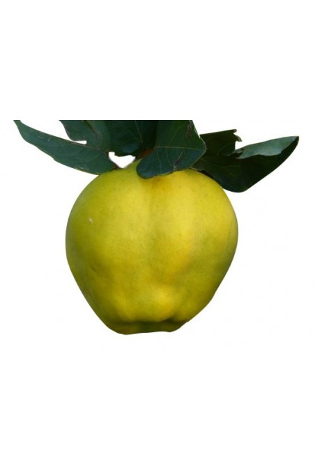 Melo Cotogno 8 anni - vendita - pianta - online - Alberidafrutto