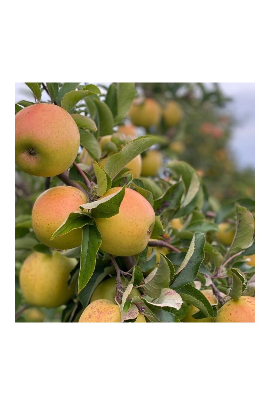 Melo Ferro - vendita - pianta - online - Alberidafrutto.com