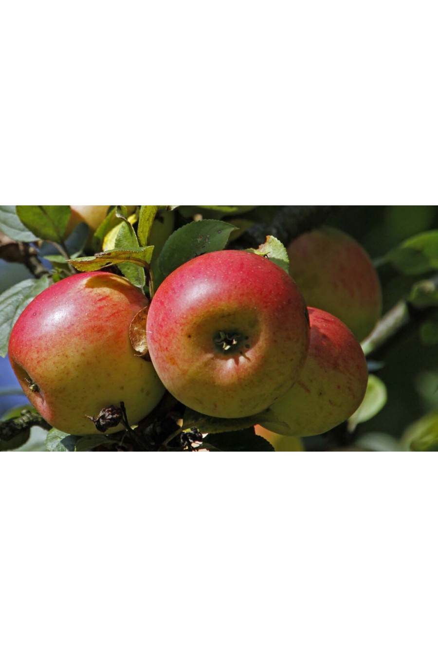 Melo Verdone - vendita - pianta - online - Alberidafrutto