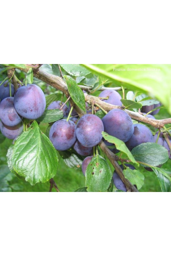 Susino Bianca di Milano - vendita - pianta - online - Alberidafrutto.com