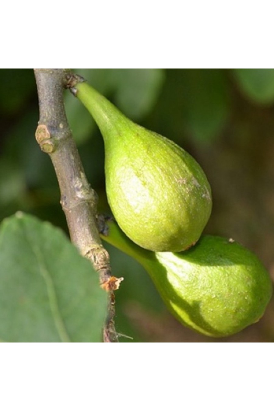 Fico - vendita - pianta - Alberidafrutto.com