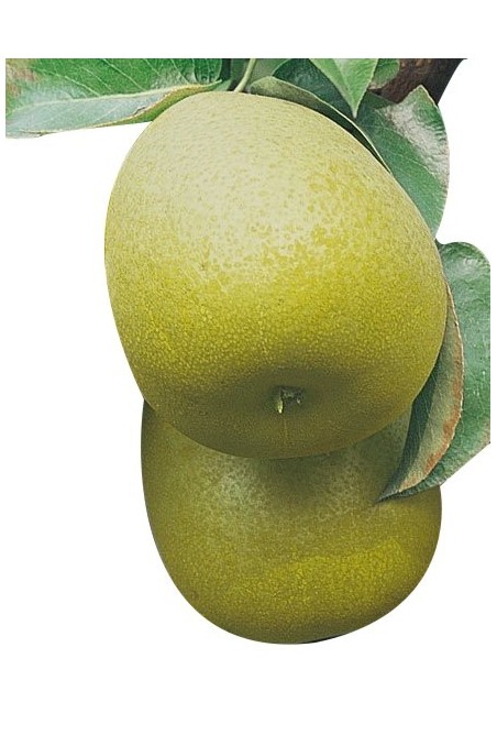 Pero Spadona Estiva - vendita - pianta - online - Alberidafrutto.com