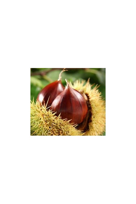 Castagno Marigoule - vendita - pianta - online - Alberidafrutto.com