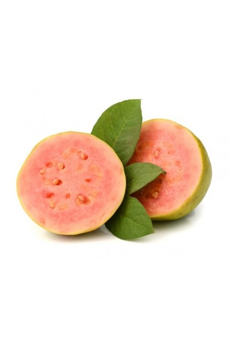 Guava rosa (Guayaba) - vendita - pianta - online - Alberidafrutto.com