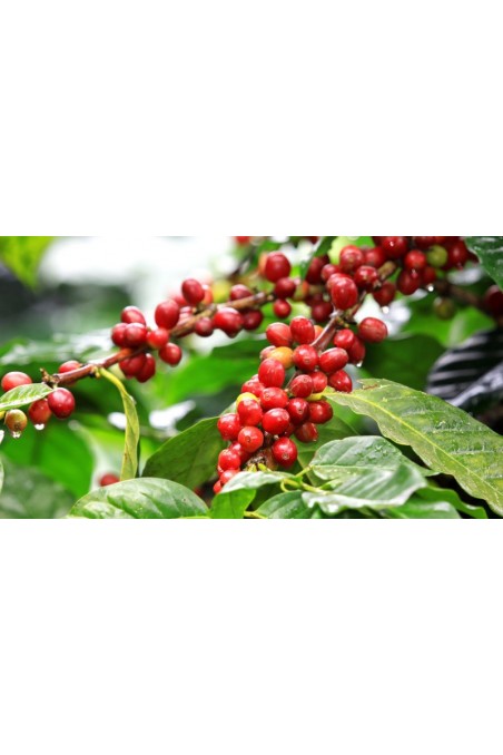 Pianta del Caffè - vendita - pianta - online - Alberidafrutto.com