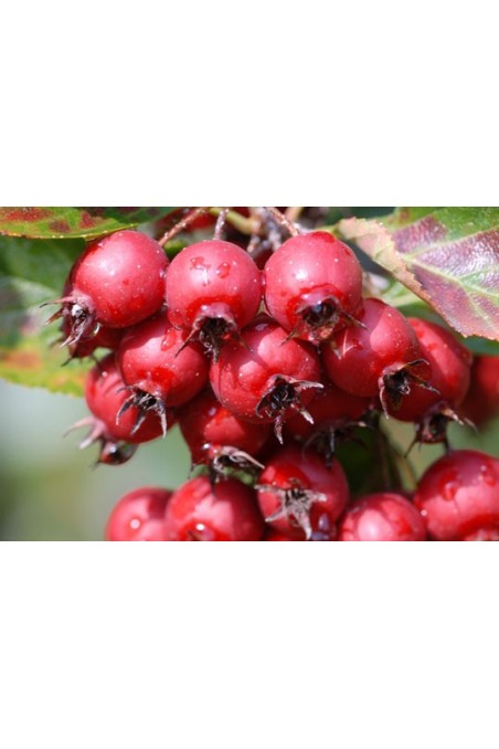 Azzeruolo Rosso - vendita - pianta - online - Alberidafrutto.com