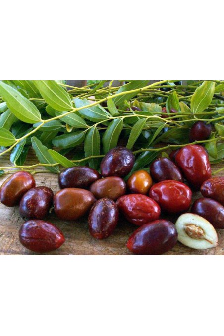 Giuggiolo Comune - vendita - pianta - online - Alberidafrutto.com